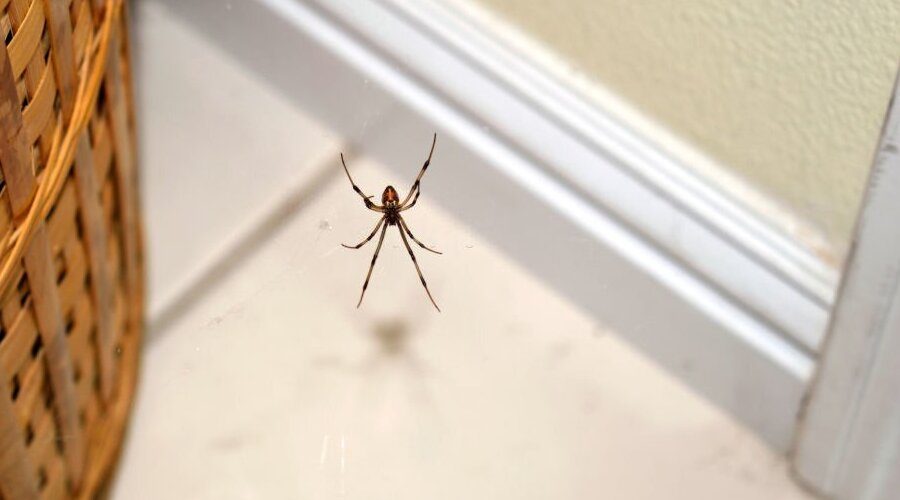 A Complete Guide to Pest Control in Melbourne