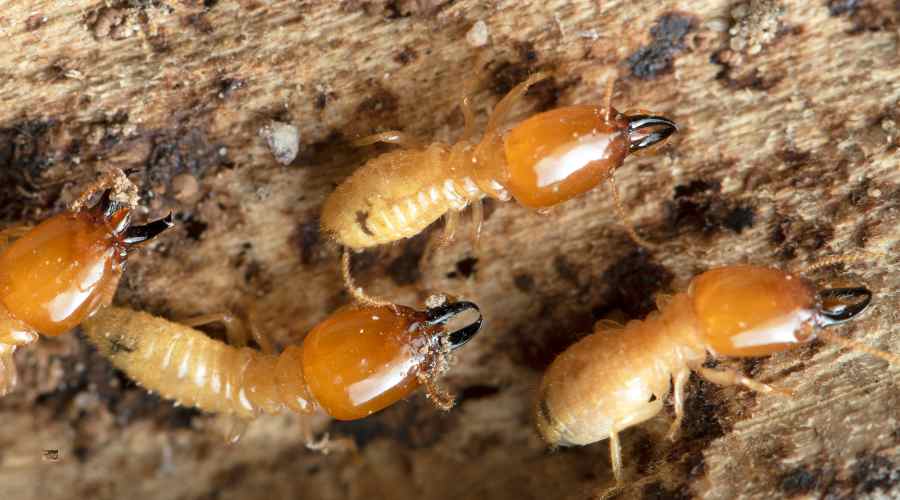 Why Is Pest Control Important - Prevent Disease, Property Damage Why Is Pest Control Important - Prevent Disease, Property Damage
