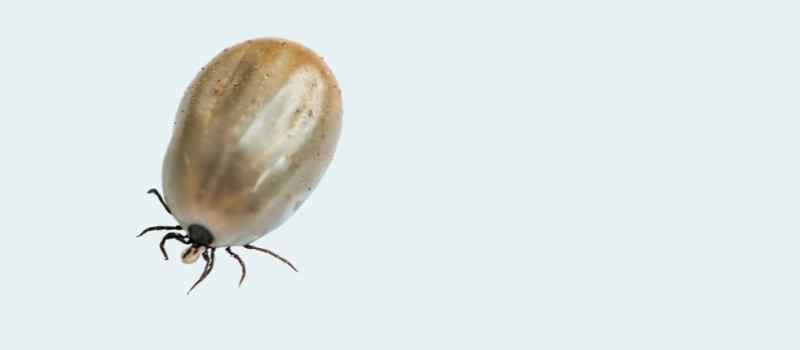 Professional Tick Control Melbourne | Tick Removal Service
