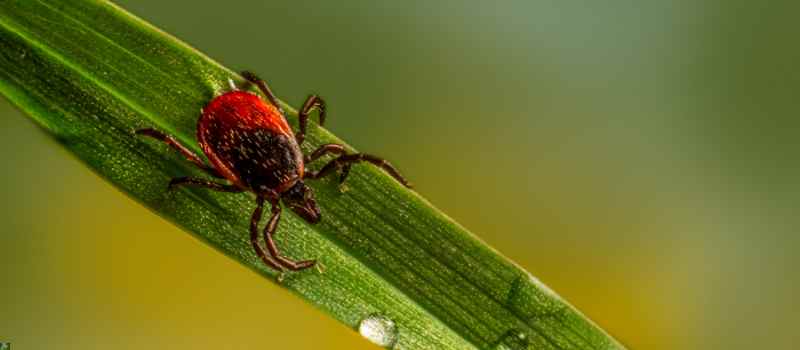 Professional Tick Control Melbourne | Tick Removal Service