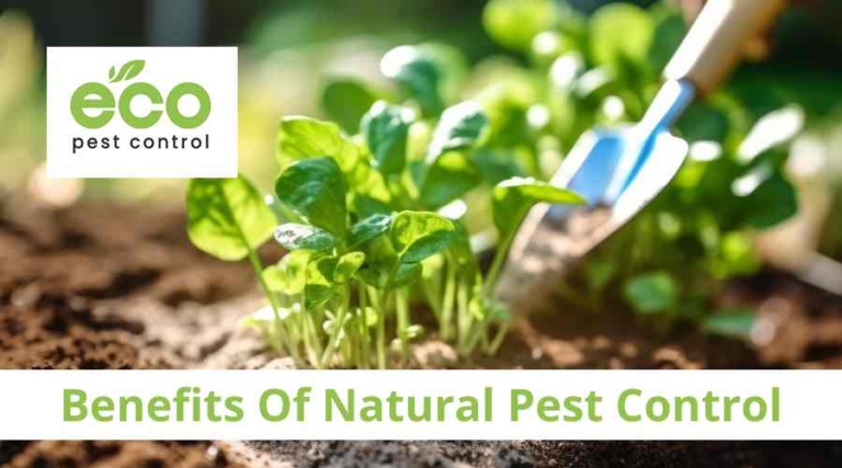 Homeowner's Full Guide to Eco-Friendly Pest Control 2024