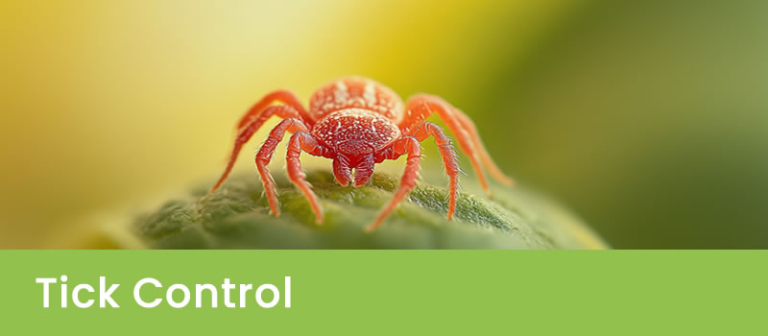 Professional Tick Control Melbourne | Tick Removal Service