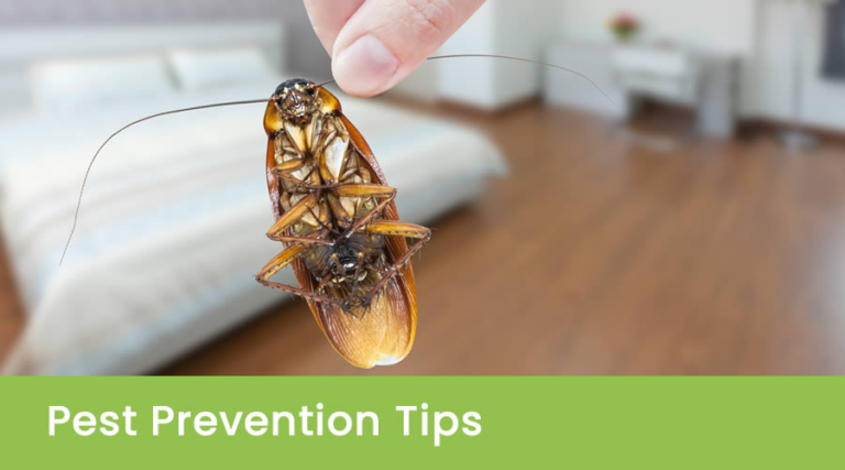 How to Prevent Pests at Home: Simple and Effective Tips