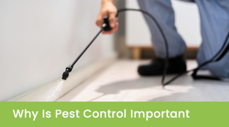 Why is Pest Control So Important? 6 Compelling Reasons